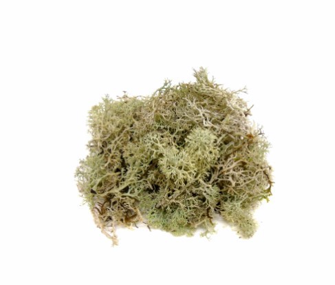 Caixa Musgo - Natural | Homeart - Loja - Design e Decoração de Interiores